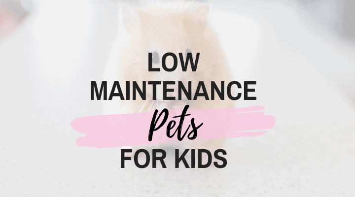 7 Low Maintenance Pets for Kids that Teach Responsibility - The Frugal ...