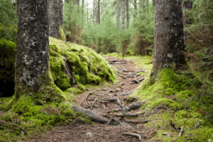 85 Creative Ideas for Landscaping a Slope on a Budget