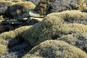 85 Creative Ideas for Landscaping a Slope on a Budget